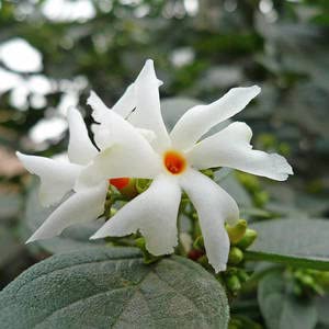 OXY GREEN PLANT® Parijat, Har singar, Shiuli, Coral Jasmine,Tree of ...