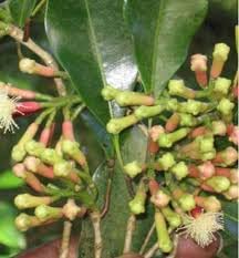 THE GREEN VIEW GARDENS Hybrid Clove Live Plant, Lobongo Plant "Special ...