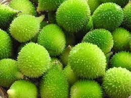 Spiny gourd plant live root | roots for spiny gourd plant (pack of 1 ...