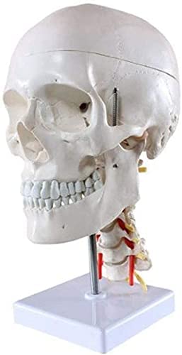 Anatomy Model Learning Props Scientific Human Skull Model Anatomical ...