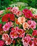 GODETIA AZALEAFLORA Mixed ! Pack of 1 ! by DIVYA SEEDS ** : Amazon.in ...