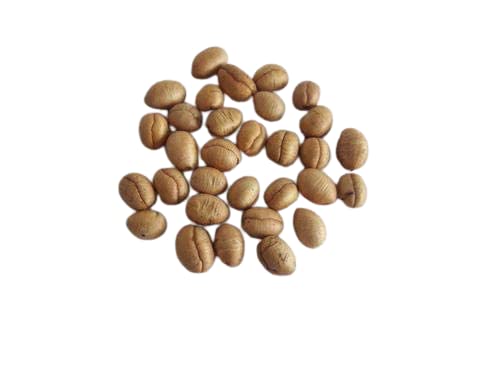 EasySeeds™ Ashoka Tree, Saraca asoca, Sorrowless Tree, Sita Ashoka ...