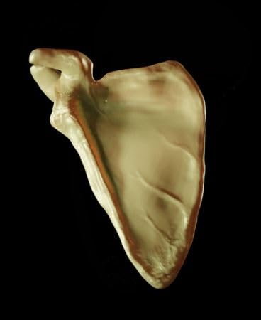 Scapula -3D Printed Bone Model |Medical grade anatomical replica ideal ...