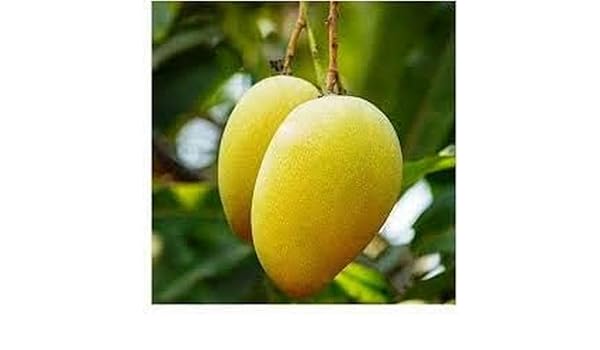 GREEN VOLCANO Saradamani Bhog’(Mangifera indica)-Original Desi ...