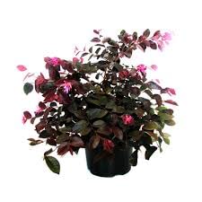 Garden Art Loropetalum Chinense Ruby Live Plant,Green plant Natural ...