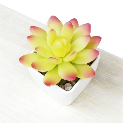 Best Yellow Succulent Plants: Top Picks & Reviews