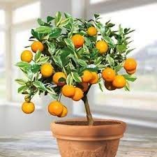 Creative Farmer Live Plant Orange Fruit Plant: Live Orange Mini ...