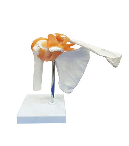 TeachingNest | Shoulder Joint Model Flexible PVC Plastic | Anatomical ...