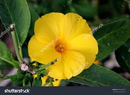 S.D ENTERPEISE "Himalayan Marigold Seeds" "Yellow Himalayan Poppy Seeds ...