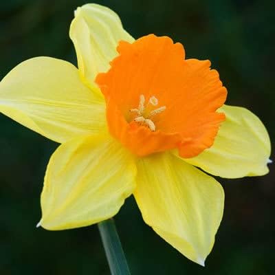 Daffodils - Fortune Daffodil Bulbs, 10/12cm for Planting Now X30 Bulbs ...