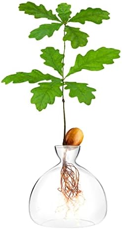 Amazon.com : Acorn sprouting Seed Starter Planter Vase Terrariums Pot ...