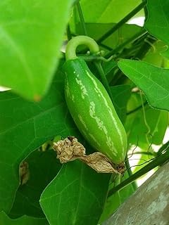 TWINS TWINS Plants For Home Gardening Ivy Gourd/Tilkor Rare Plant (Stem ...