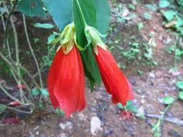 UJJAISEEDS Kerala Red Mirchi Hibiscus Flower Plant stem cuttings ...