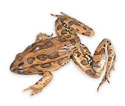 Frog Specimen: Science Classroom Specimens: Amazon.com: Industrial ...