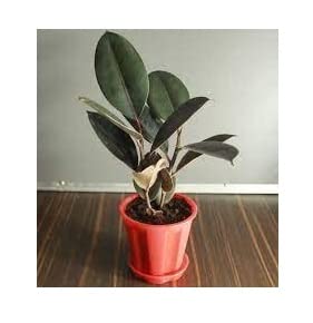 Live Nuesery Rubber Tree, Rubber Plant, Indian Rubber Bush, Ficus Ficus ...