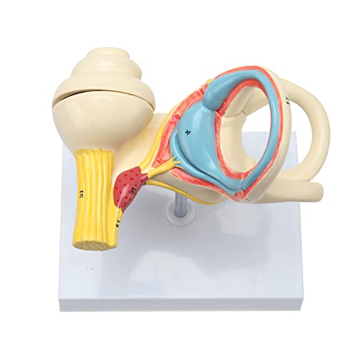 Snapklik.com : Inner Ear Model, Cochlear Semicircular Canal And ...
