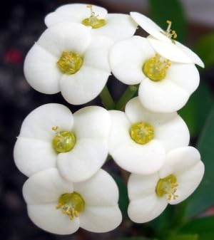 GreenWorld Special & Rare White Color Euphorbia Mili Flower (Pack Of 1 ...