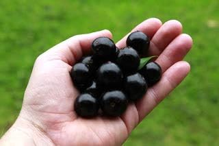Amazon.com : Generic Fresh 100pcs Edible Jabuticaba Fruit Seeds for ...