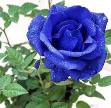 Blue rose grafted plant | grafted plant for blue rose (pack of 2 ...