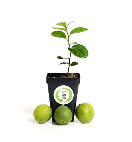 Key lime tree - How to grow & care