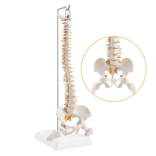 ERWEY Modelo columna vertebral humana, modelo esqueleto