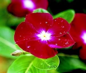 Guruji Plantation Sadabahar Shavam Nari Sadafuli Nayanthara Periwinkle ...