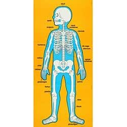 Carson Dellosa Child-Size Human Body Bulletin Board Set : Amazon.in ...
