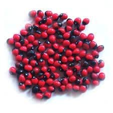 Red chandan seeds original (20 seeds) : Amazon.in: Garden & Outdoors