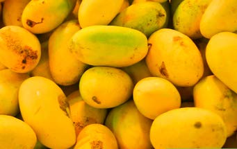 Exotica Orchids Mohan bhog Mango Plant-Grafted : Amazon.in: Garden ...