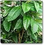 VENUS-ONLINE Hing Kayam or Asafoetida Spice (Ferula assafoetida ...