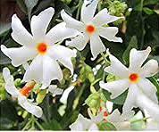 Green view Ratri Pukknna Mullappu,Night-Blooming Jasmine Queen of Night ...