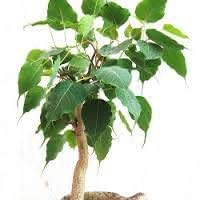 Plants Point Live Peepal/Ficus religiosa/Sacred fig Seedling Plant with ...