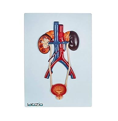 Anatomical Urinary System 3D Relief Model, Model On Base, Showing ...