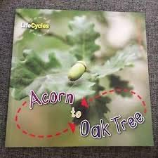 Acorn to Oak Tree : unknown: Amazon.in: Books