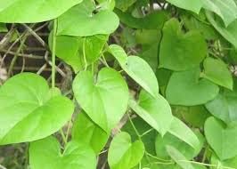 SelfLine | Rare Giloy Gulbel Tinospora cordifolia Medicinal 1 Healthy ...