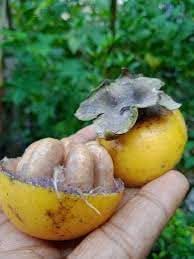 Uniquetree Diospyro Live Plant (Gab Fall Deshi Indian Variety Healthy ...