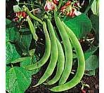 Bean Dwarf Runner Bean Hestia Seeds by T and M : Amazon.co.uk: Garden