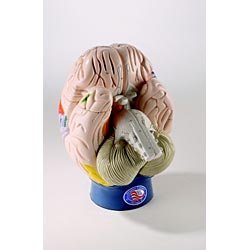 Amazon.com: Denoyer-Geppert Giant Functional Center Brain Model : Home ...