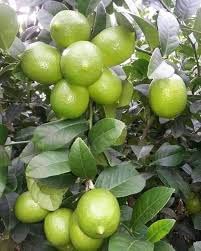 BISWAS ONLINE NURSERY THAI VARIETY GRAFTED LEMON PLANTS (PATI) | FRESH ...