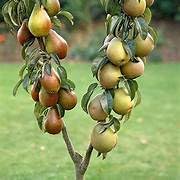THE PLANT BAZAR -"Dwarf Pear Fruit Live Plants - Hardy Varieties for ...