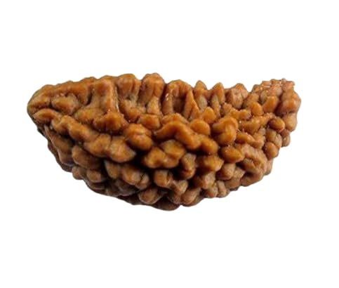 Venus Gems Gallery 1 Mukhi Rudraksha A1 Premium Ek Mukhi Rudraksha Kaju ...