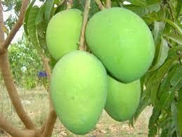 Cloud Farm Himsagar and Kishan Bhog Mango Grafted Hybrid Live Plant ...