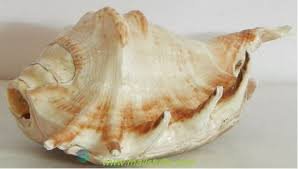 Buy Hindu Religious Panchajanya Shankh Conch for Pooja Worship Online ...