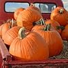 Amazon.com : Pumpkin, Big Max Pumpkin Seeds, Heirloom, Non GMO, 100 ...