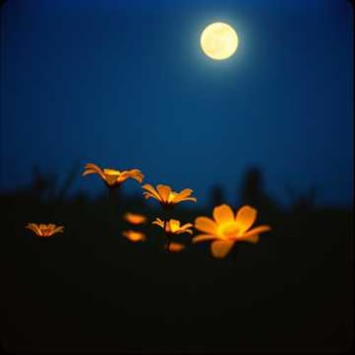 Amazon Music UnlimitedでNorthshore Music Group UK feat. Sofia Maeの ...