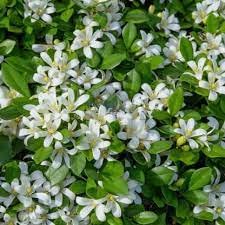 Uniquetree Kamini Flower Live Plant (Thai Variety Healthy Rare Plant ...