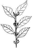 Amazon.com: Cha de Bugre Herb Powder 1 lb. : Health & Household