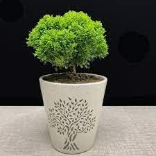 Imported Table Kamini Dwarf Live Plant with Pot : Amazon.in: Garden ...
