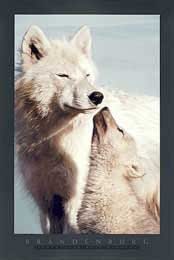 Amazon.com: Art Poster Print - Wolf Harmony - Artist: Jim Brandenburg ...
