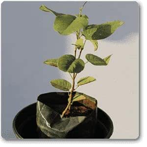 Mphmi Seedless Plant Absorbing At Night Sandal Wood Red, Tree of Ardra ...